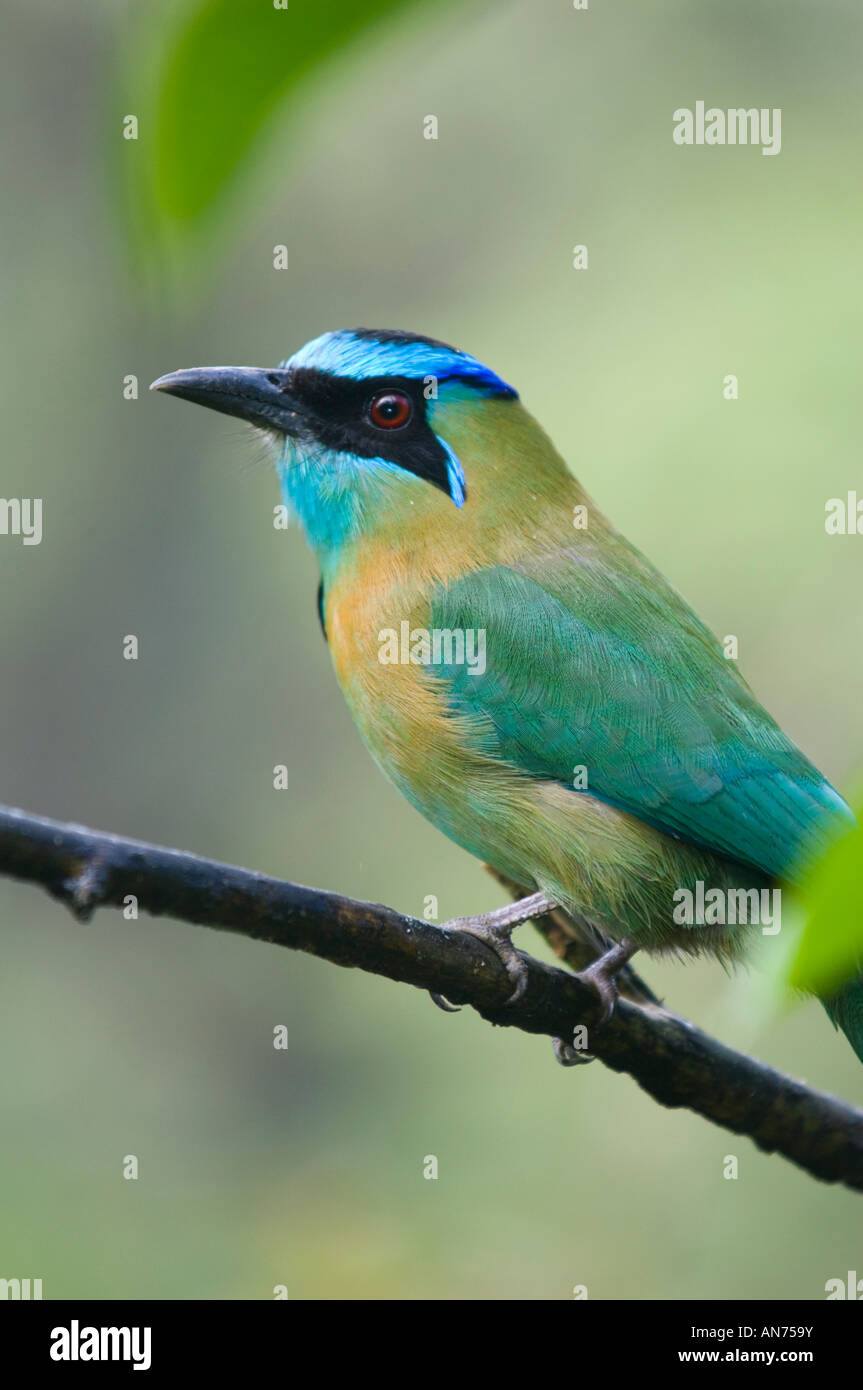 Motmots costa rica hi-res stock photography and images - Alamy