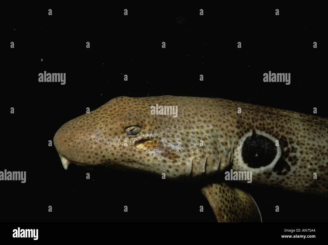 Spiracle eye hi-res stock photography and images - Alamy