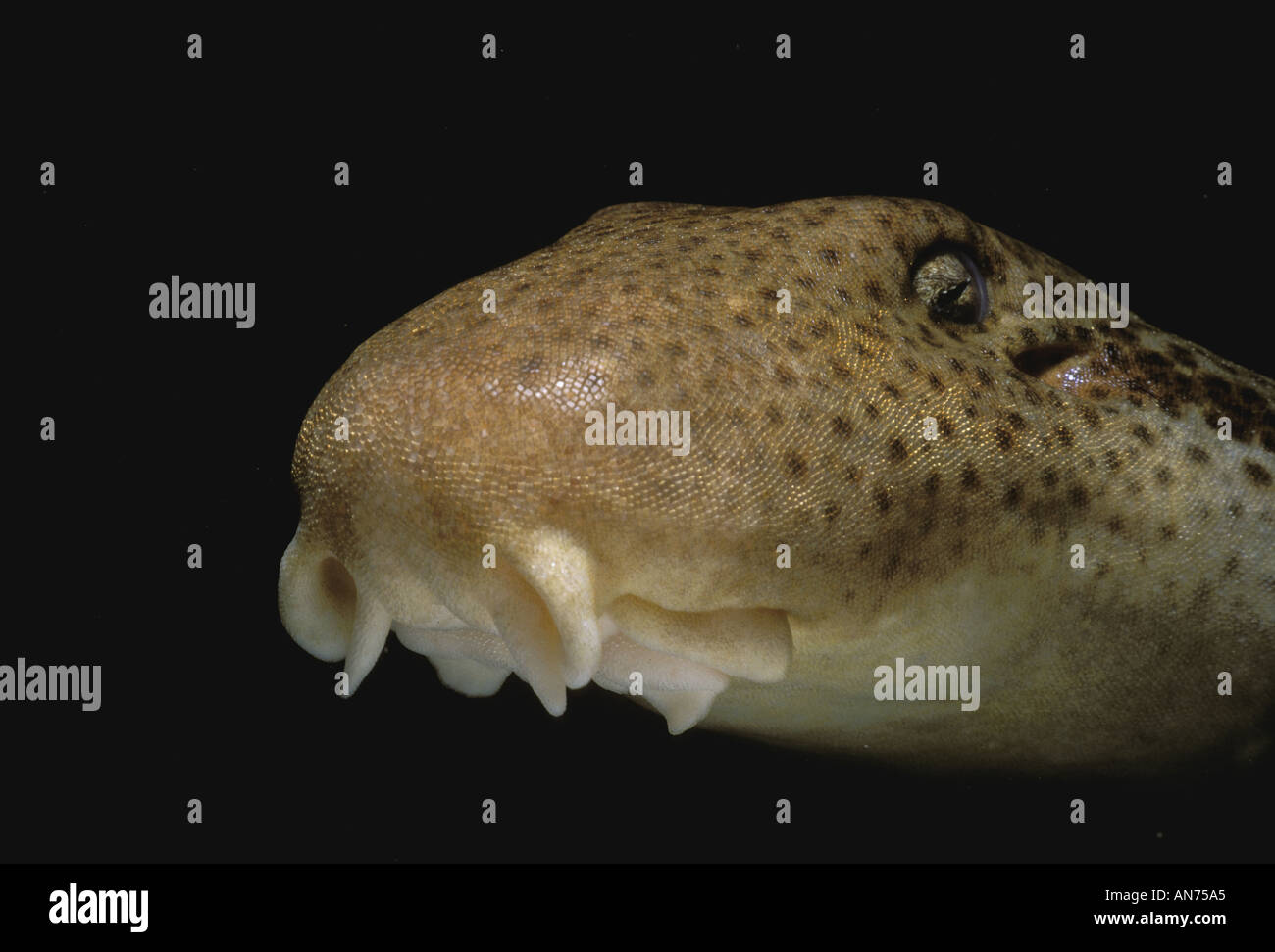 Head and snout of Epaulette Shark at night Stock Photo - Alamy