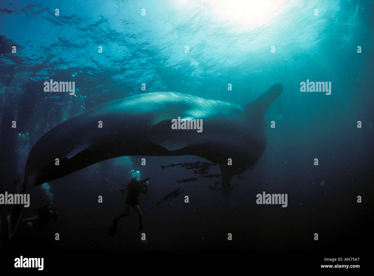 Whale Shark turns and shows underside while being filmed by divers ...