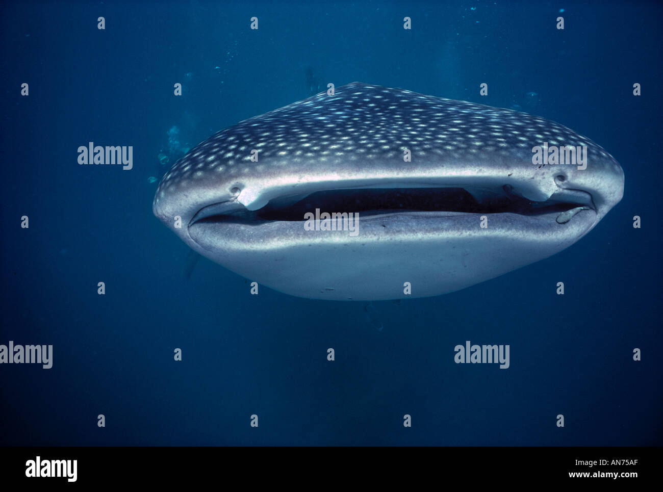Film feeder hi-res stock photography and images - Alamy