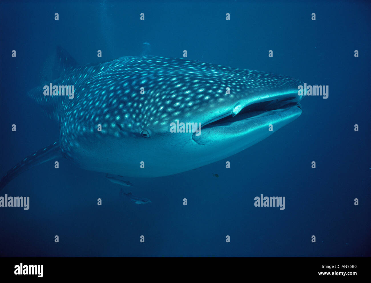 Whale lips hi-res stock photography and images - Alamy