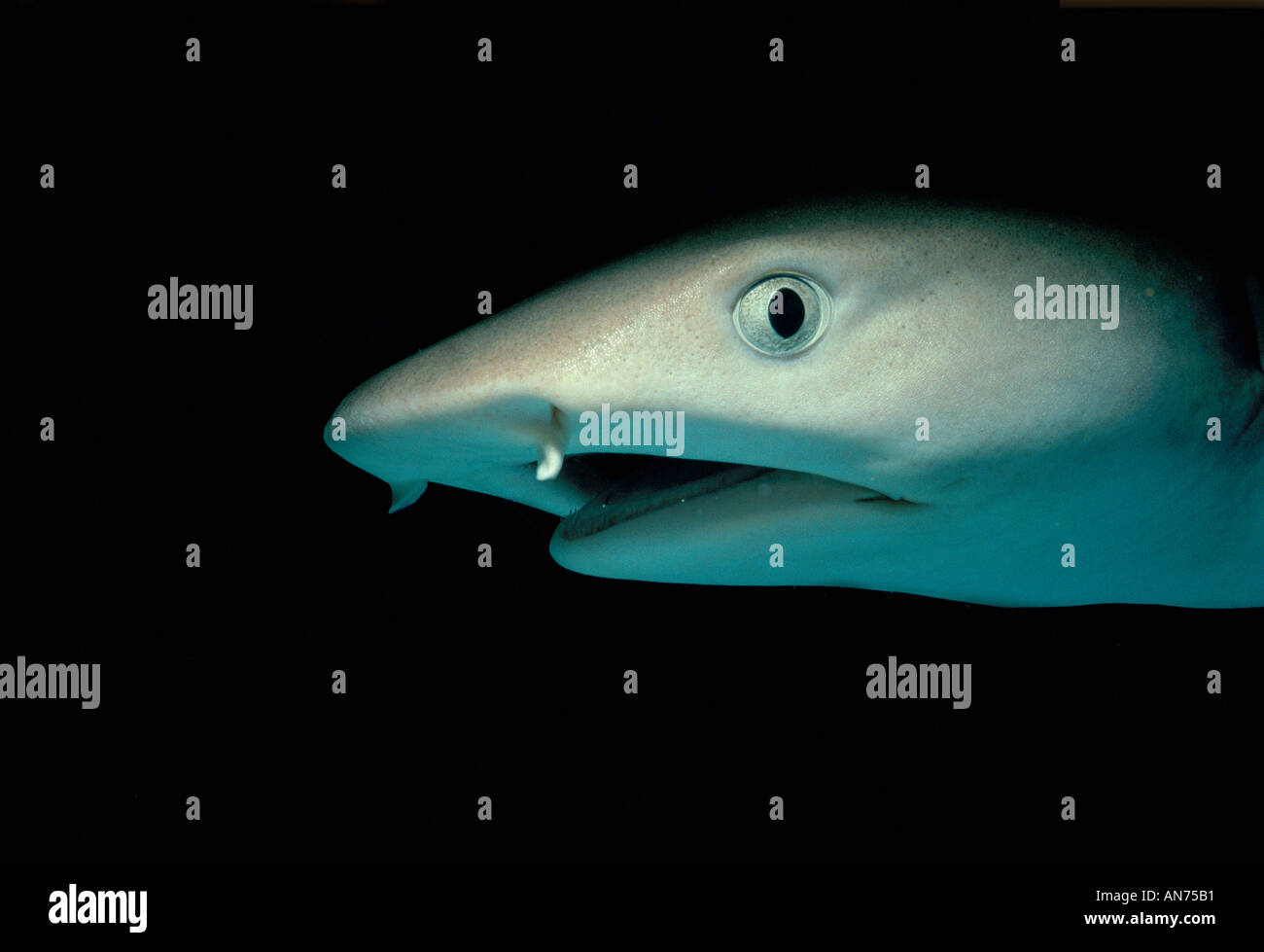 White tipped reef sharks hi-res stock photography and images - Alamy