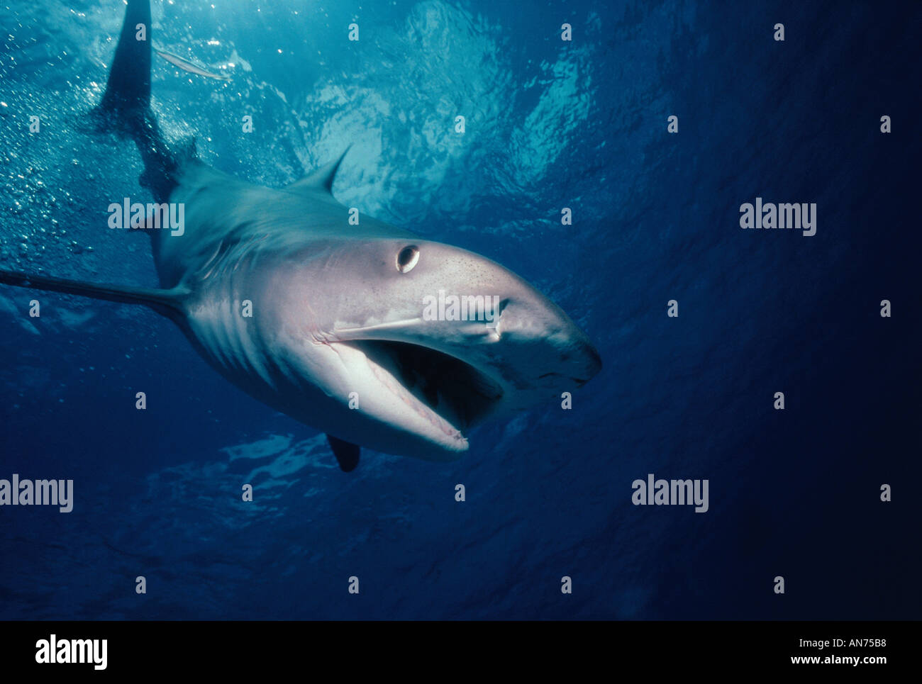 Tiger shark teeth australia hi-res stock photography and images - Alamy
