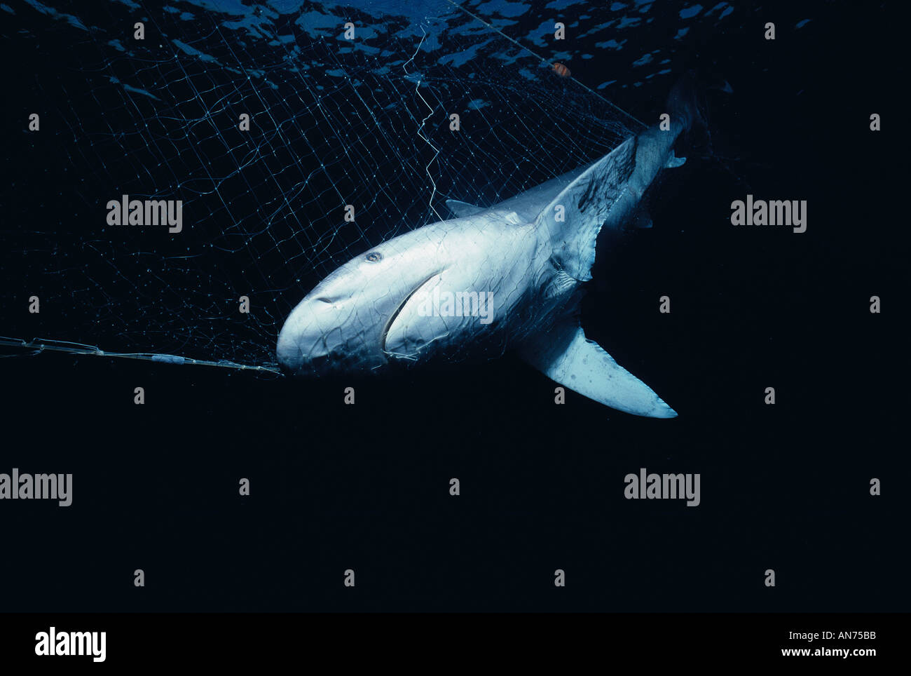Shark caught in net hi-res stock photography and images - Alamy