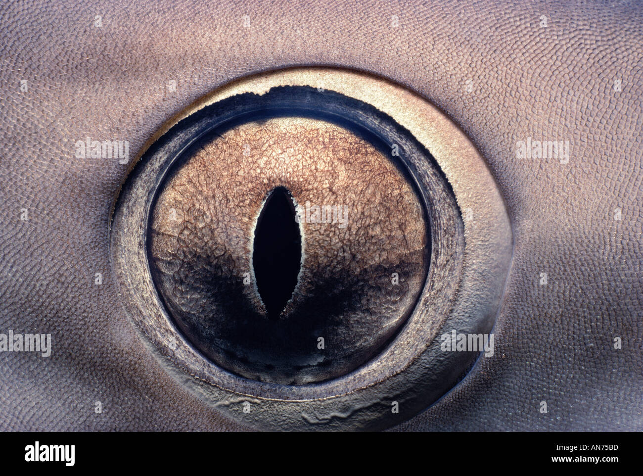 Shark eye membrane hi-res stock photography and images - Alamy