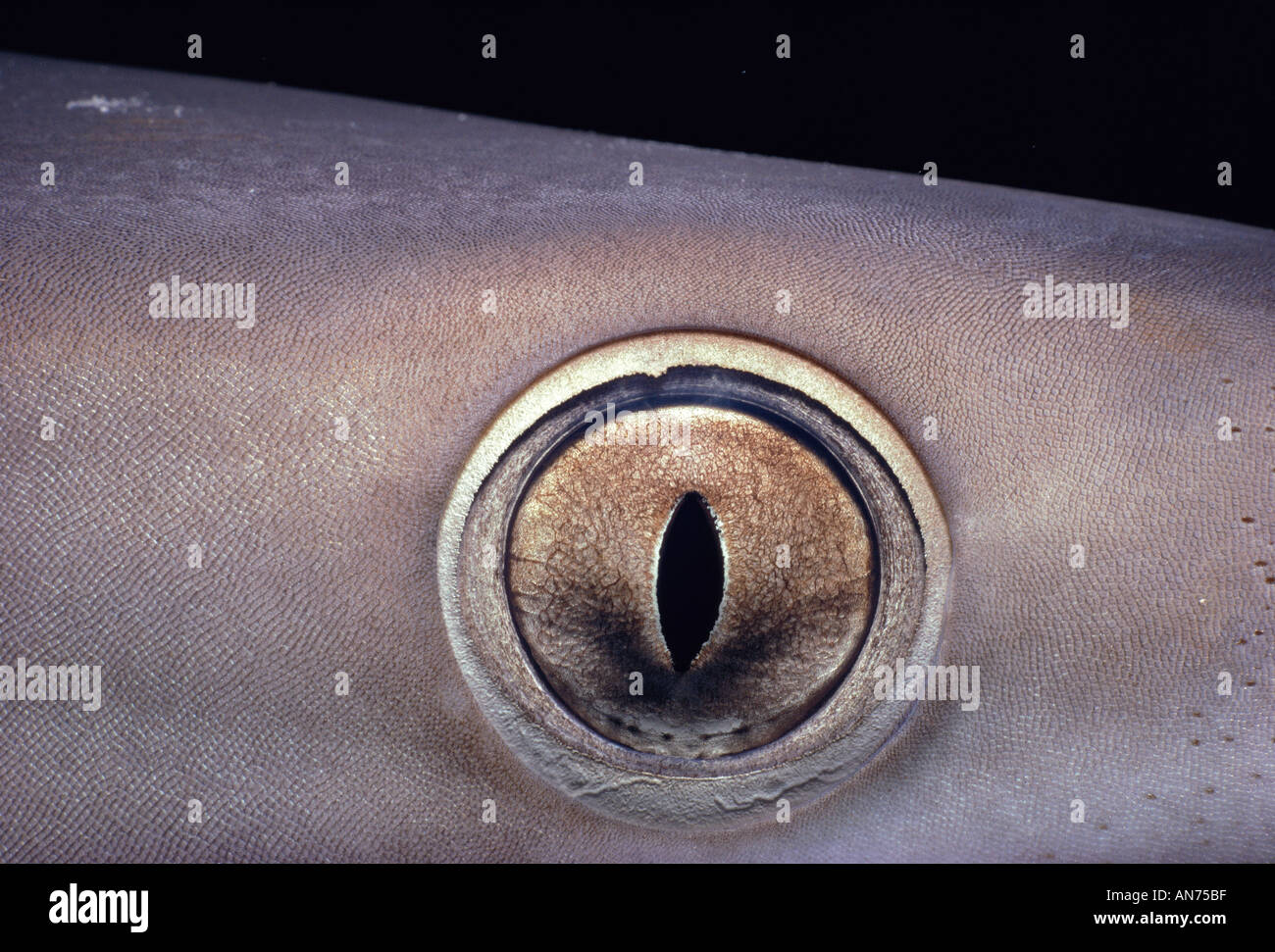 Shark eye membrane hi-res stock photography and images - Alamy
