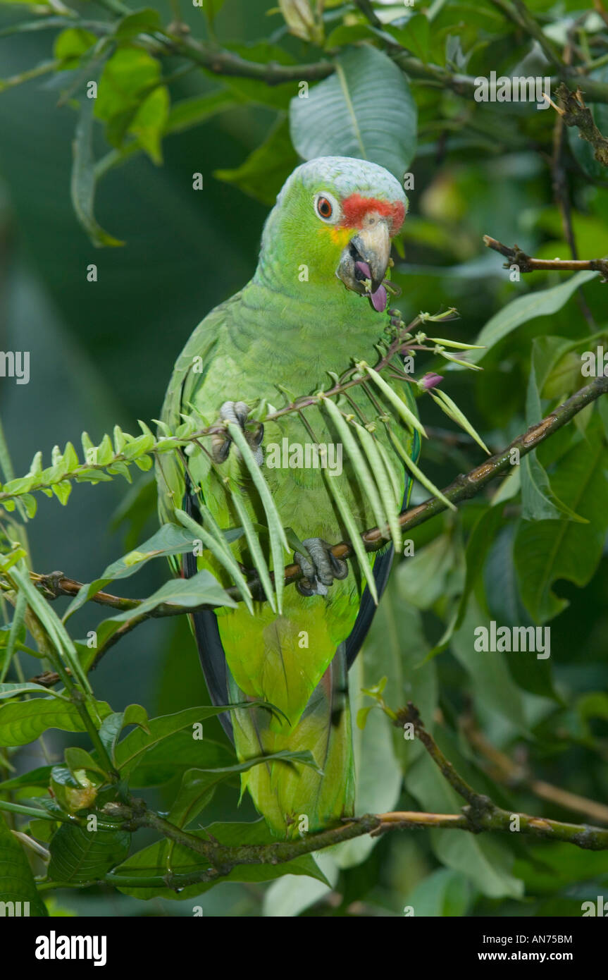 Red-lored Amazon Parrot (Amazona autumnalis) feeding on flowers Costa ...