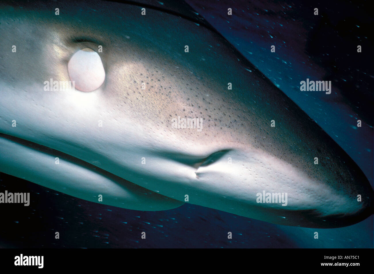 Eye of Caribbean Reef Shark with nictating membrane closing Stock Photo ...