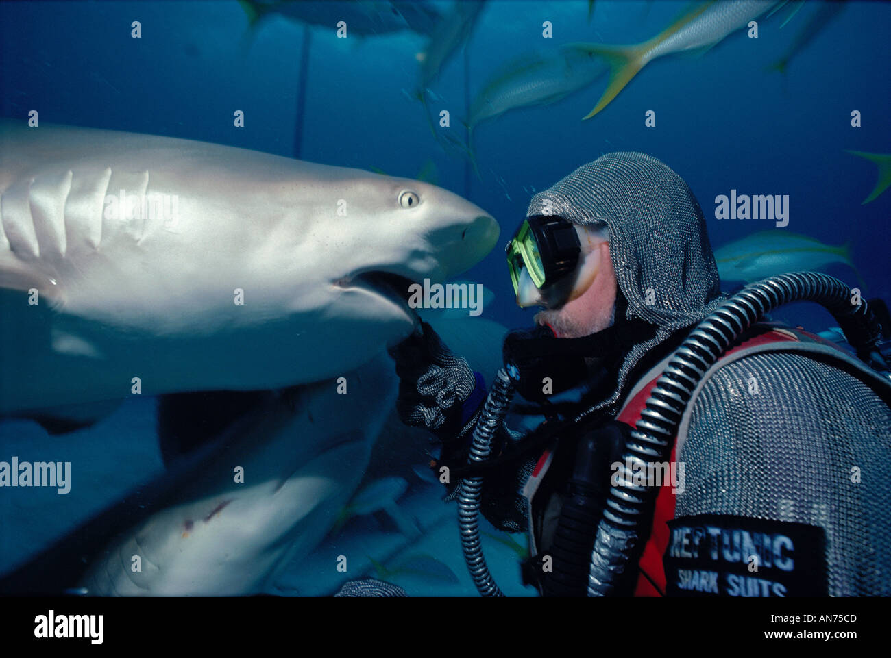 Shark handler feeds fish to Caribbean Reef Shark Stock Photo - Alamy