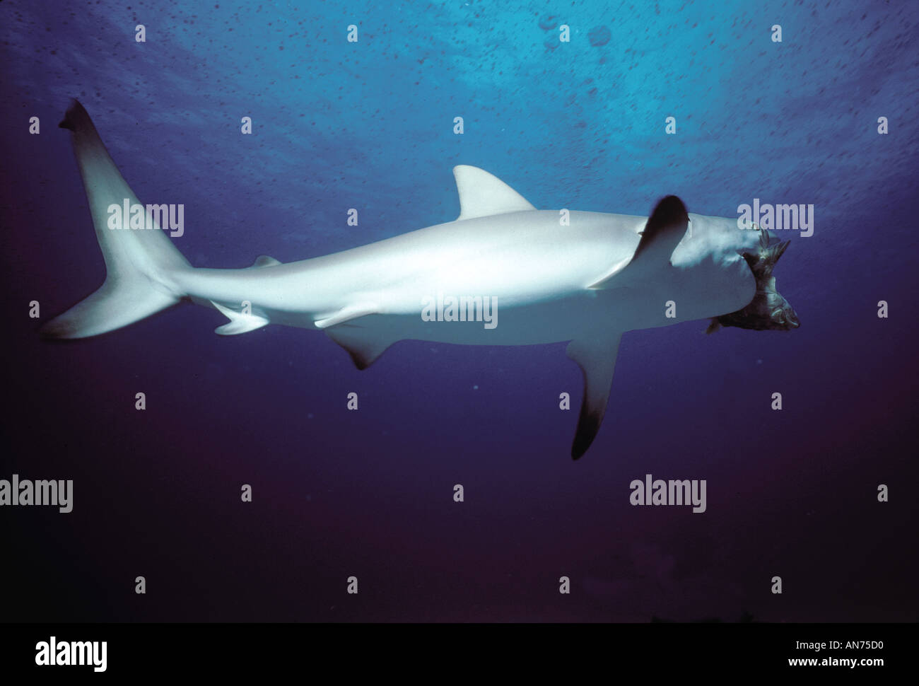 Caribbean Reef Shark feeds on fish Stock Photo - Alamy