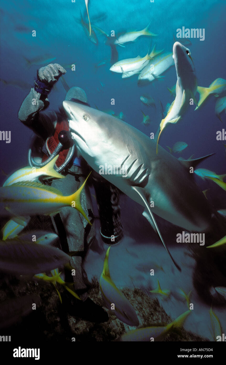 Shark handler feeds fish to Caribbean Reef Shark with Yellowtail ...