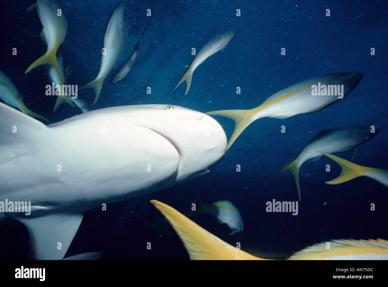 Caribbean Reef Shark hunting Yellowtail Snappers Stock Photo - Alamy