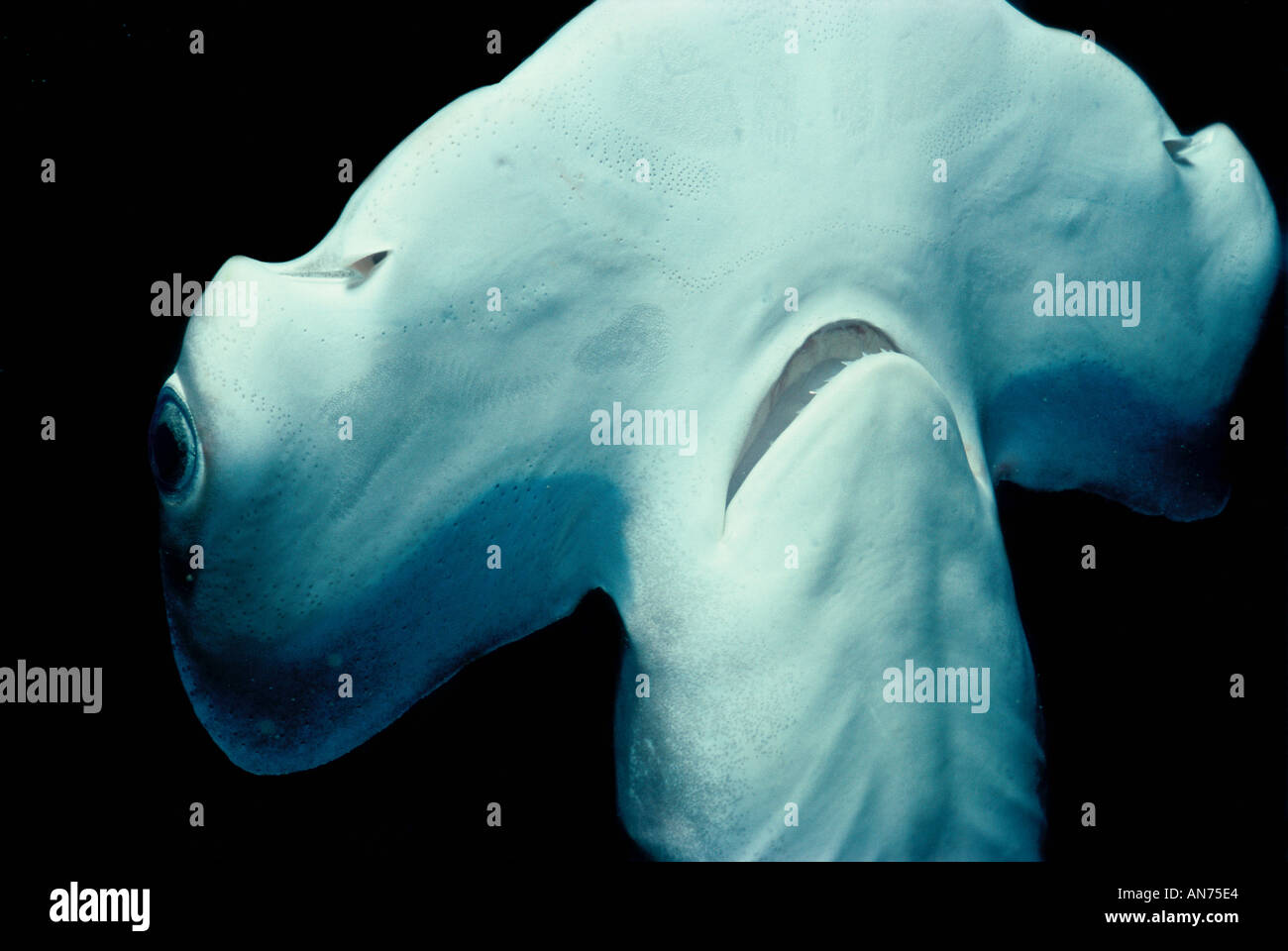 Head and mouth of Juvenile Scalloped Hammerhead Shark Stock Photo - Alamy