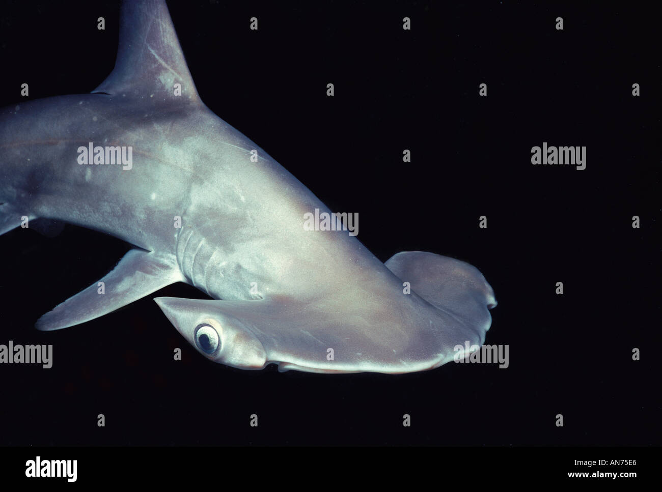Head and body of Juvenile Scalloped Hammerhead Shark Stock Photo - Alamy