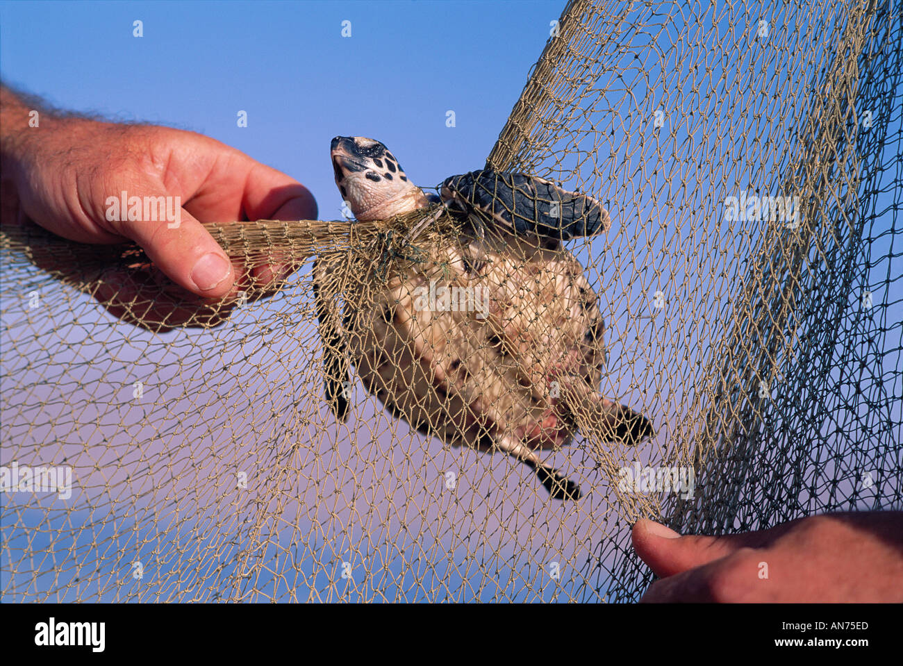 Turtle in fishing net hi-res stock photography and images - Alamy