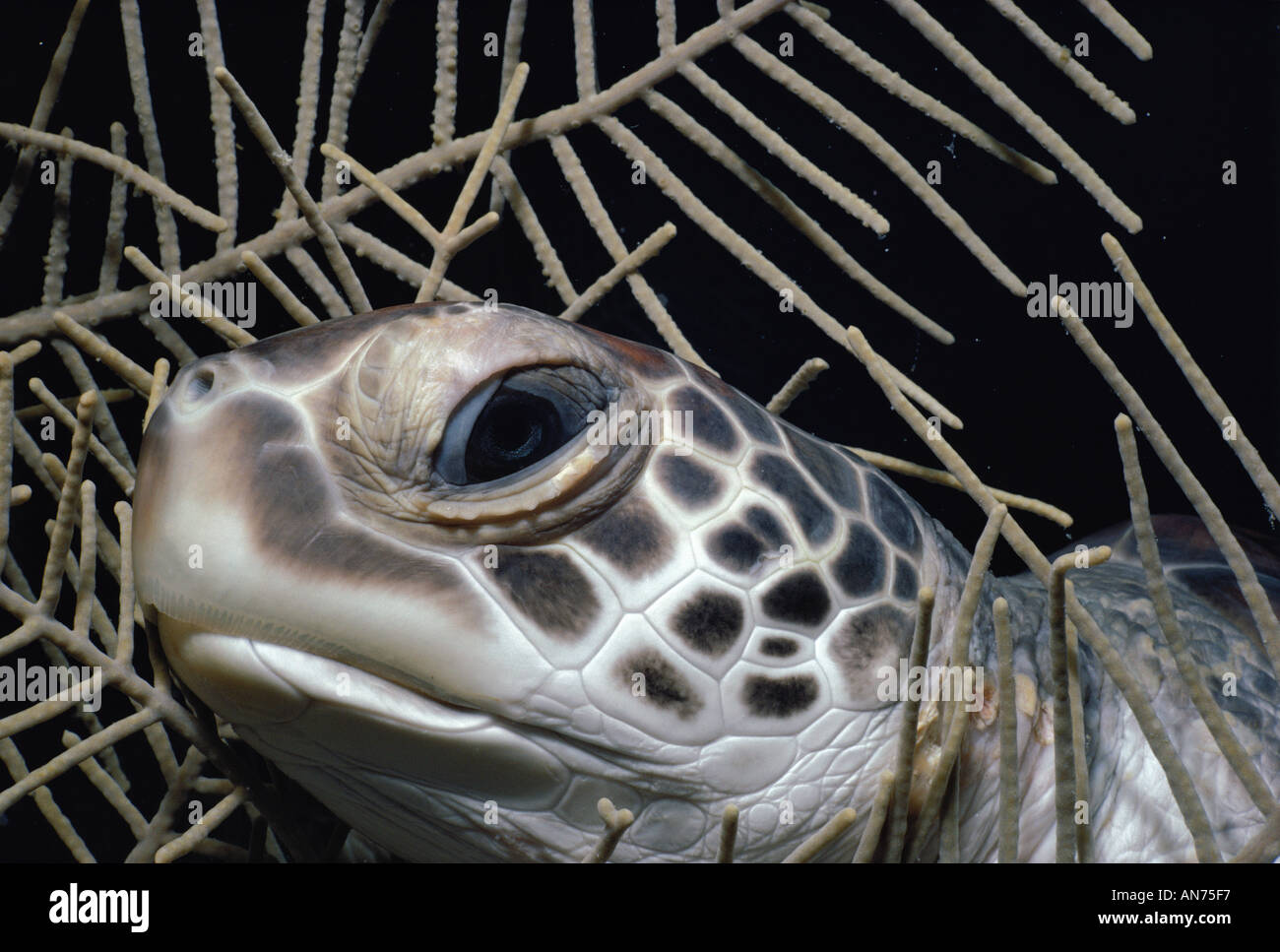 Green Turtle in sea fan coral Stock Photo - Alamy
