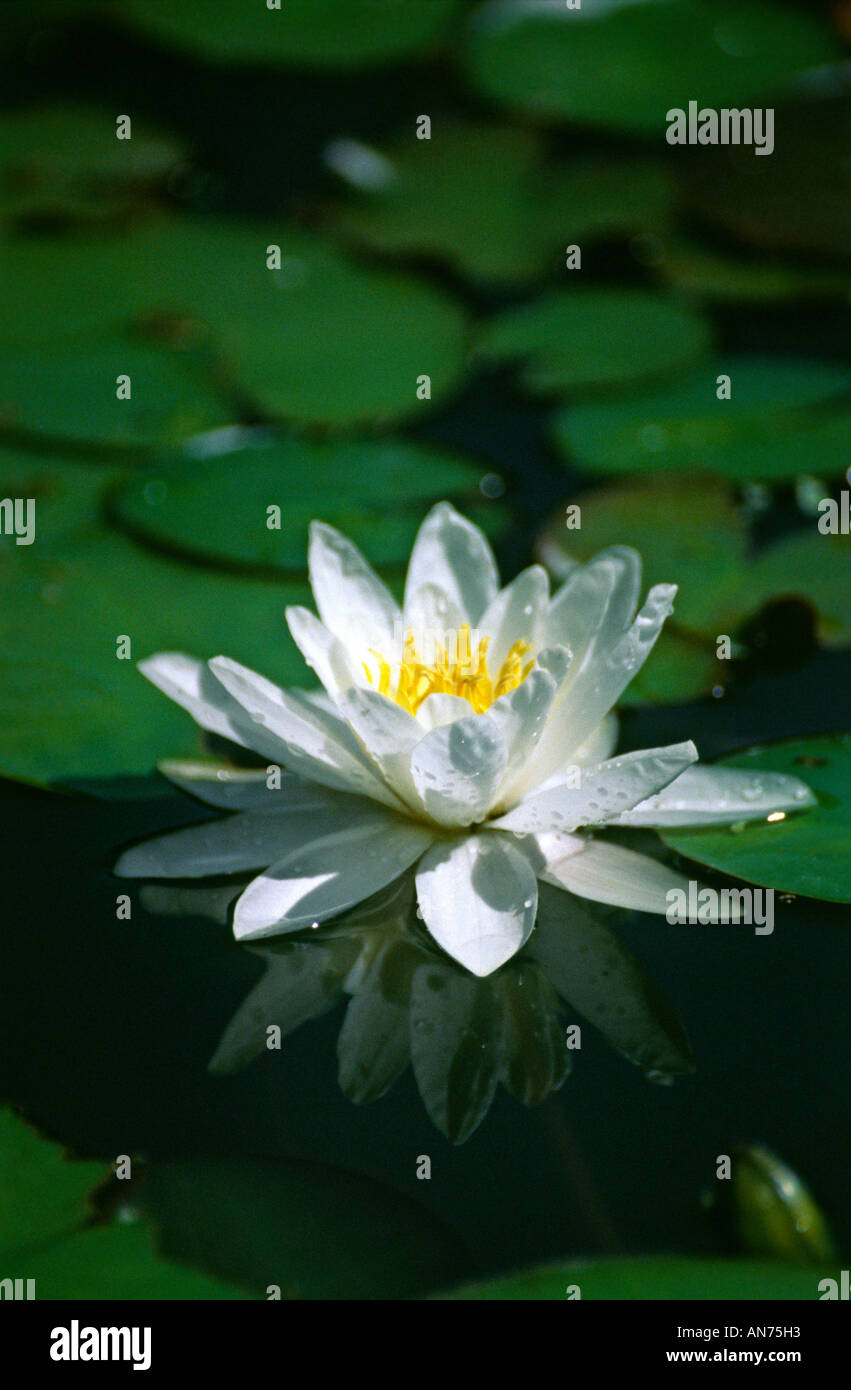 Blossoming water lily nymphaea alba hi-res stock photography and images ...