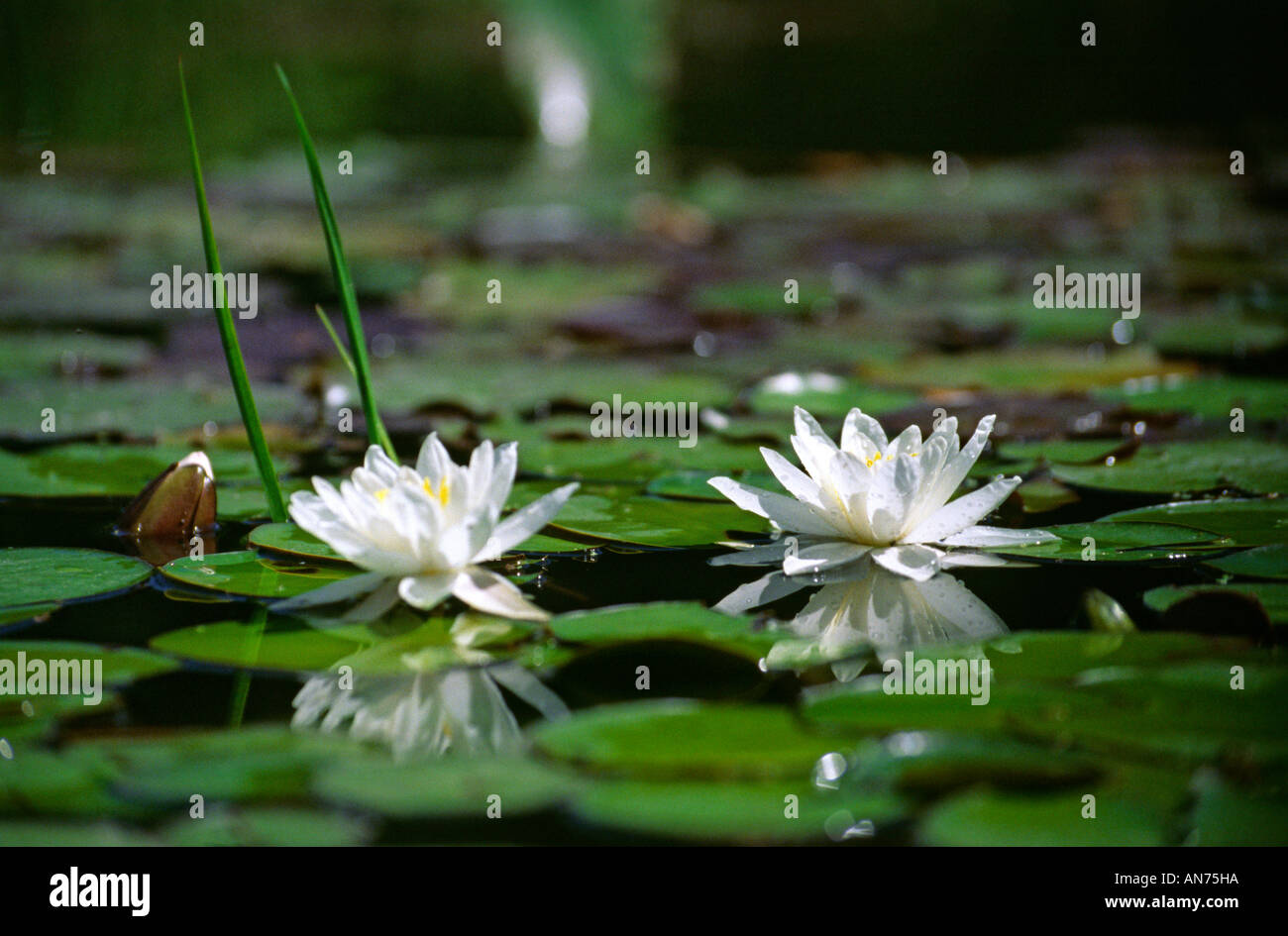 Blossoming water lily nymphaea alba hi-res stock photography and images ...