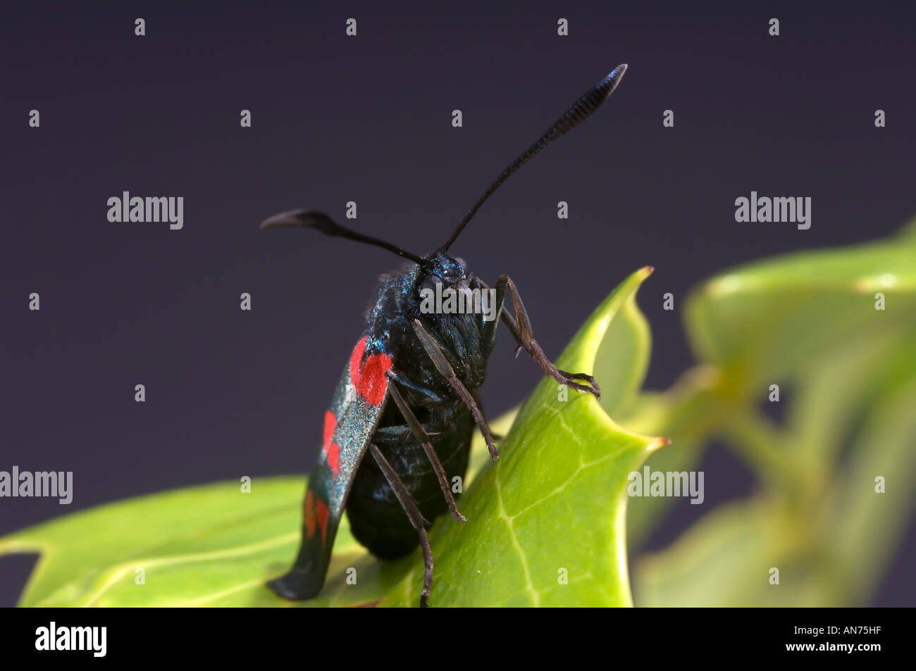 Red Moth High Resolution Stock Photography and Images - Alamy