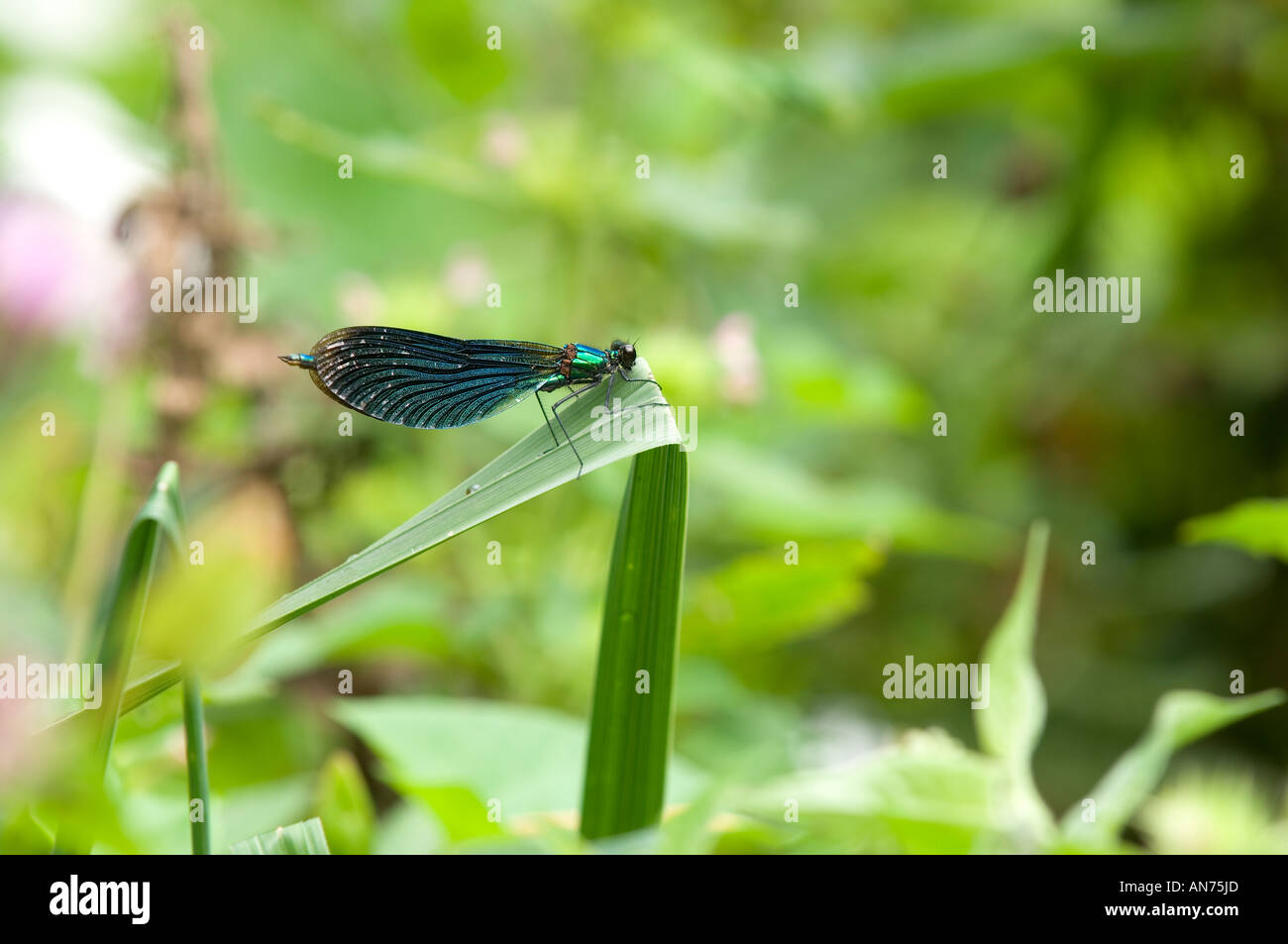 Dragonfly on a reed Stock Photo - Alamy