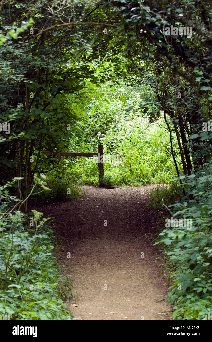Country path under trees Stock Photo - Alamy