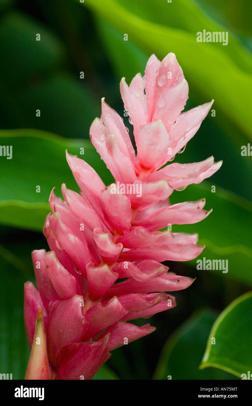Wild ginger flower hi-res stock photography and images - Alamy