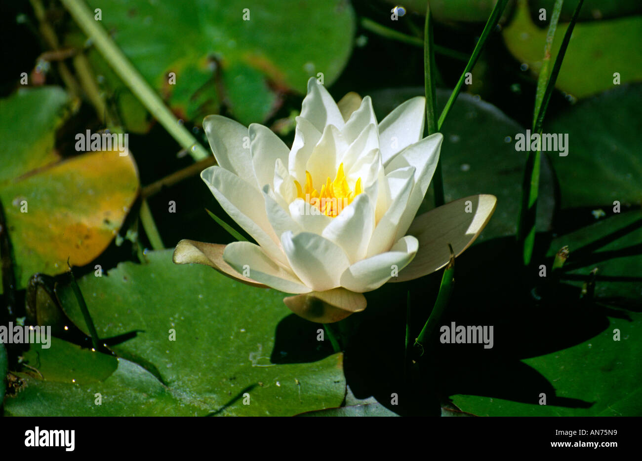 lactea nymphaea x hybrid Stock Photo - Alamy