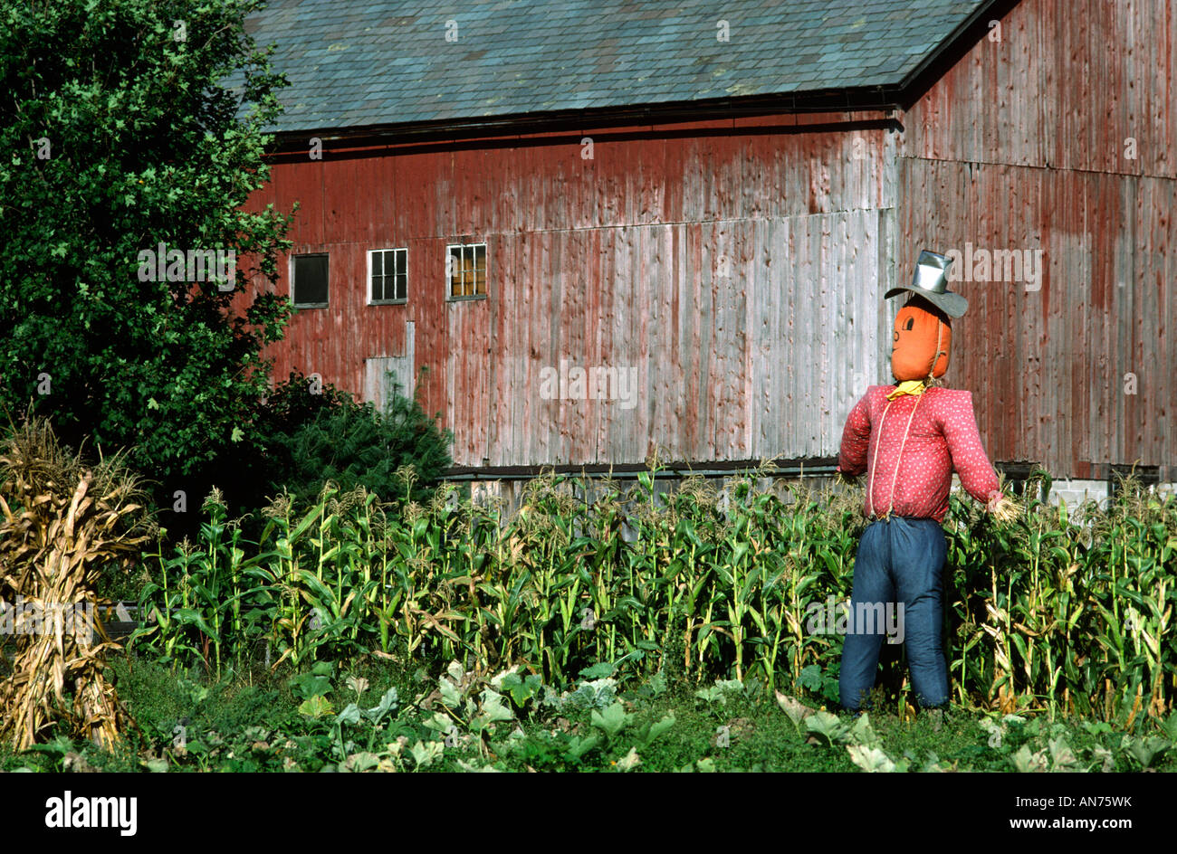 Scarecrow in a cornfield next to a weathered red barn Stock Photo - Alamy