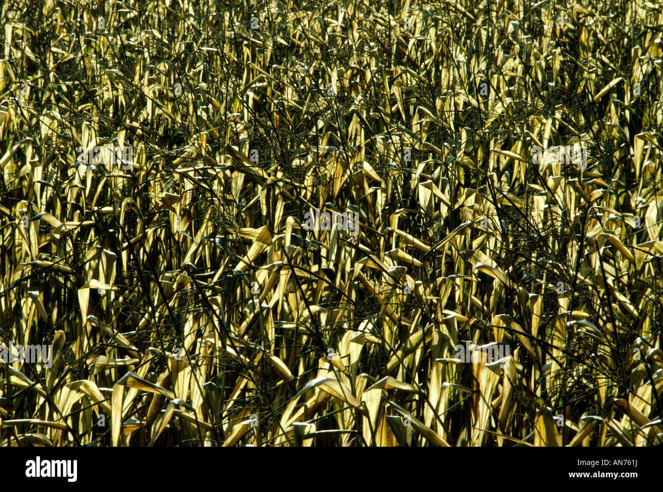 Corn field detail Stock Photo - Alamy