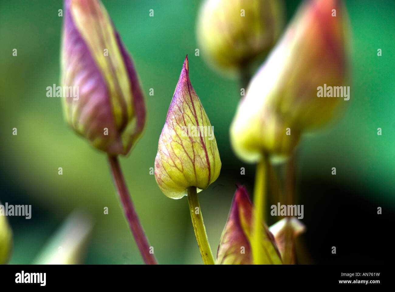 Hedge Bindweed Calystegia Convolvulus sepium buds Stock Photo - Alamy