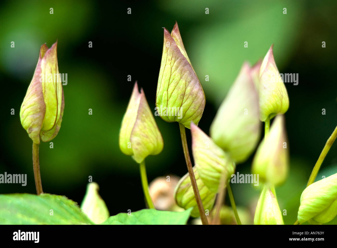 Hedge Bindweed Calystegia Convolvulus sepium buds Stock Photo - Alamy