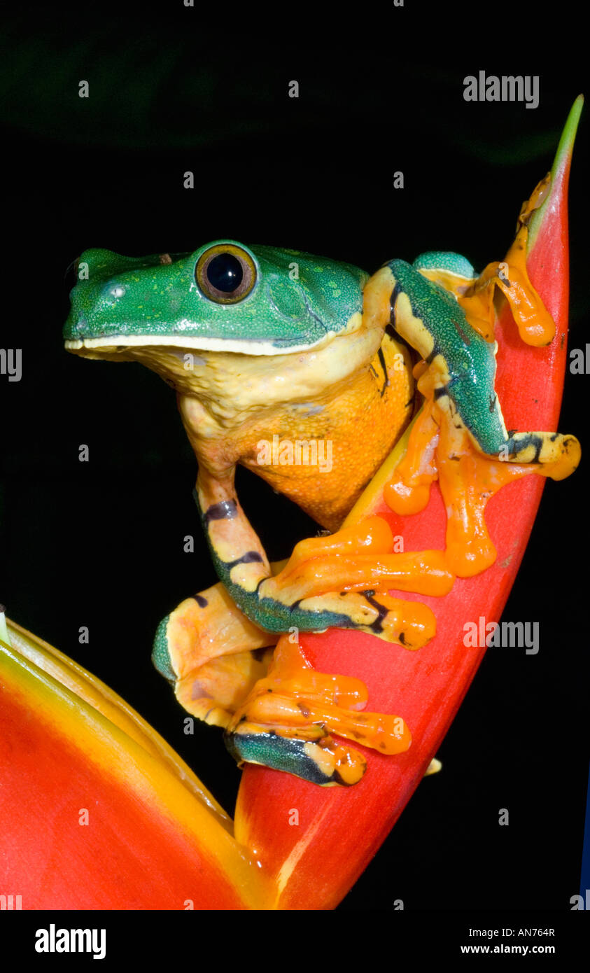 Splendid Leaf Frog (Agalychnis calcarifer) on heliconia flower, COSTA ...