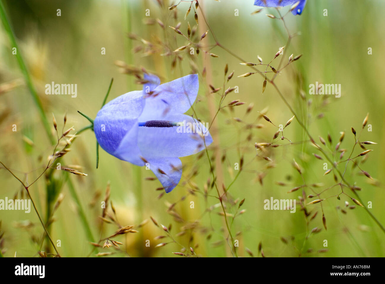 Harebell or Scottish Bluebell Campanula rotundifolia in wild meadow ...