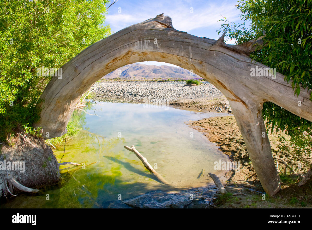 A fallen tree forms an arch at the edge of the Ahuriri River Stock ...