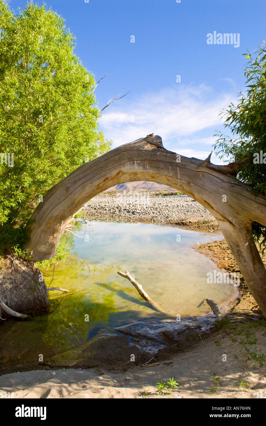 A fallen tree forms an arch at the edge of the Ahuriri River Stock ...
