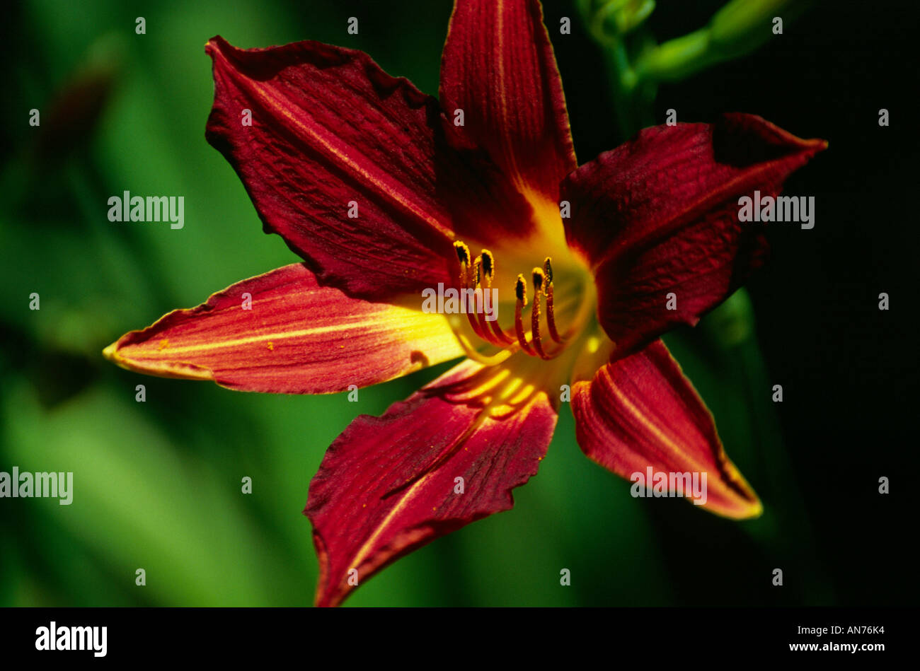 hemerocallis fulva hemerocallidaceae Stock Photo - Alamy