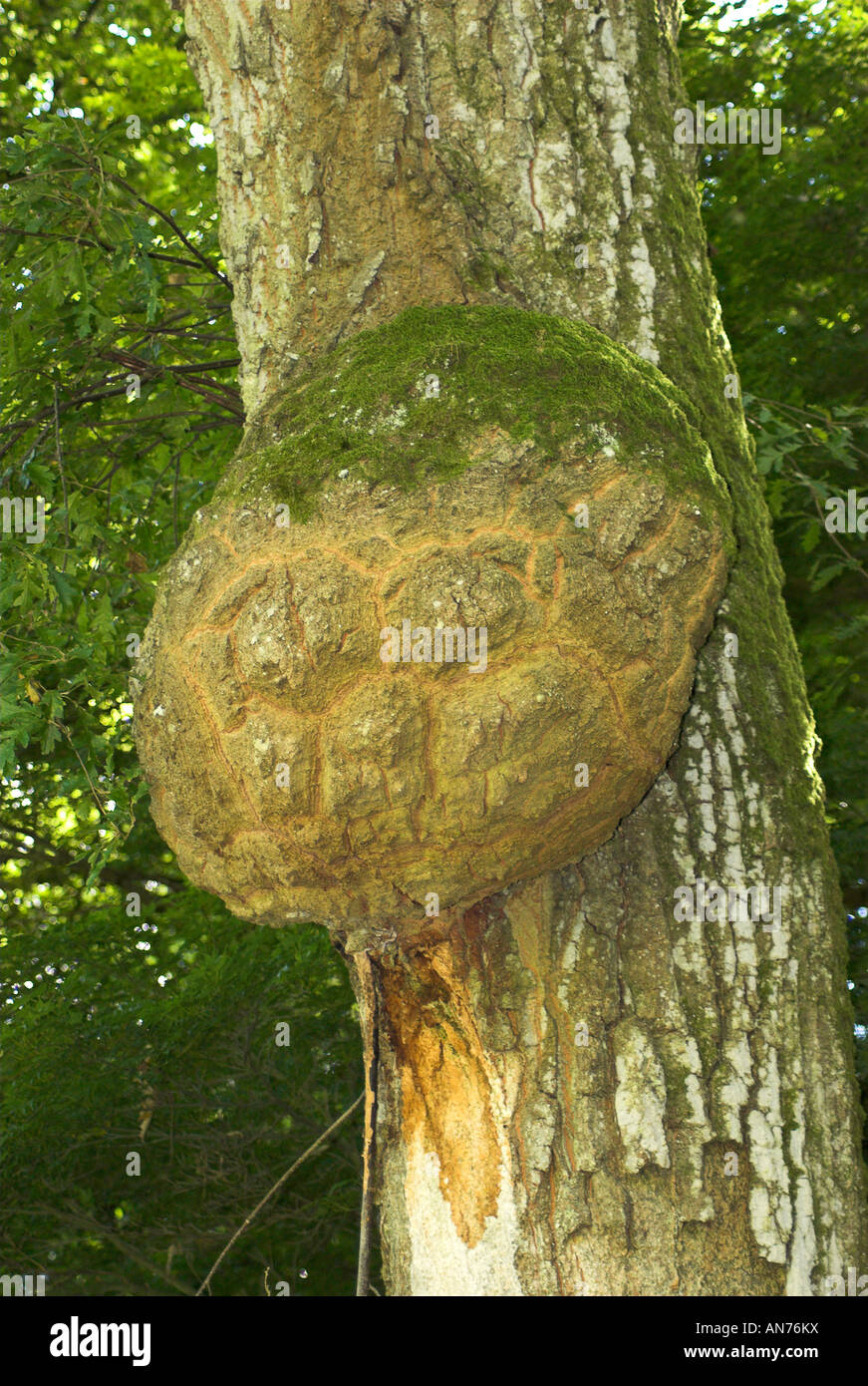 An excrescence or wart-like growth on an Oak Tree Stock Photo - Alamy