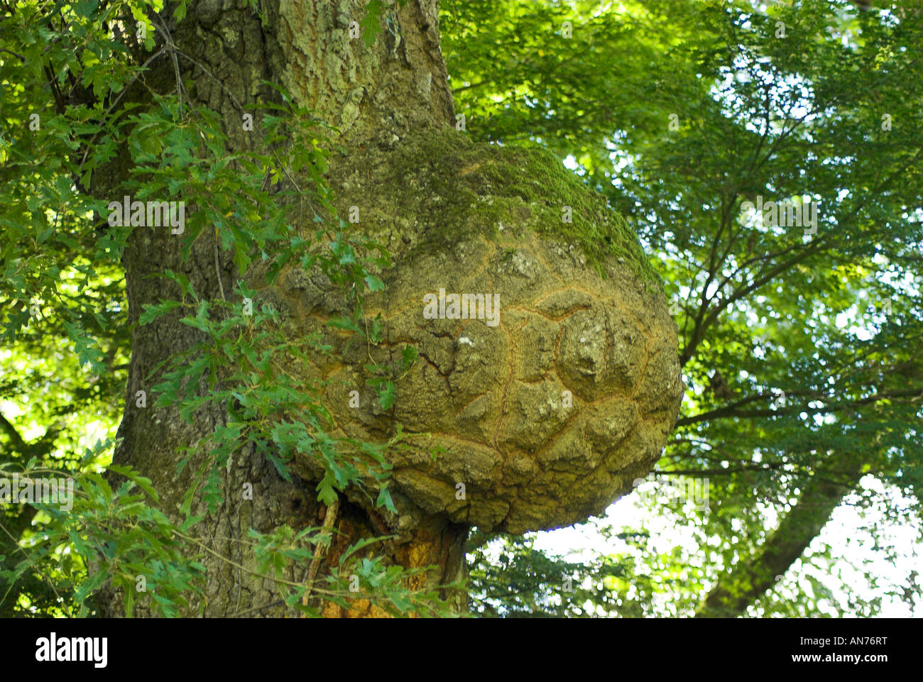An excrescence or wart-like growth on an Oak Tree Stock Photo - Alamy