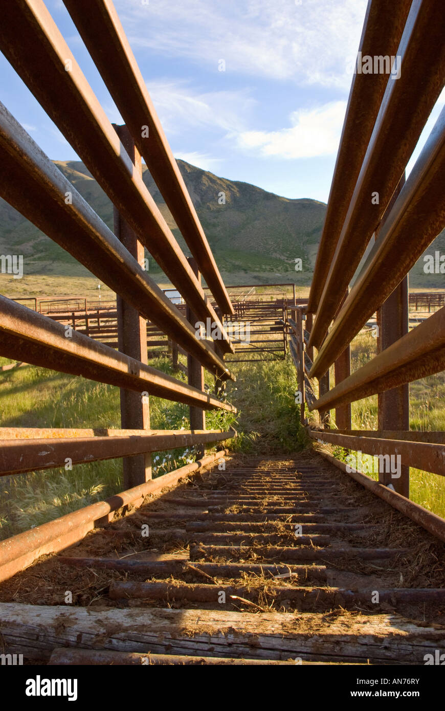 Cattle ramp hi-res stock photography and images - Alamy