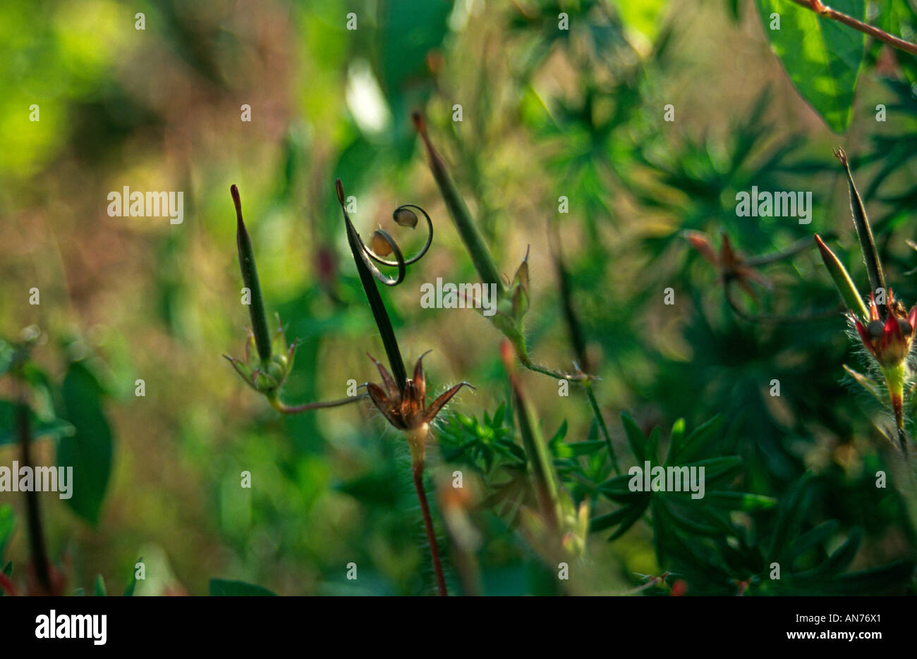Geranium erianthum cranesbill hi-res stock photography and images - Alamy