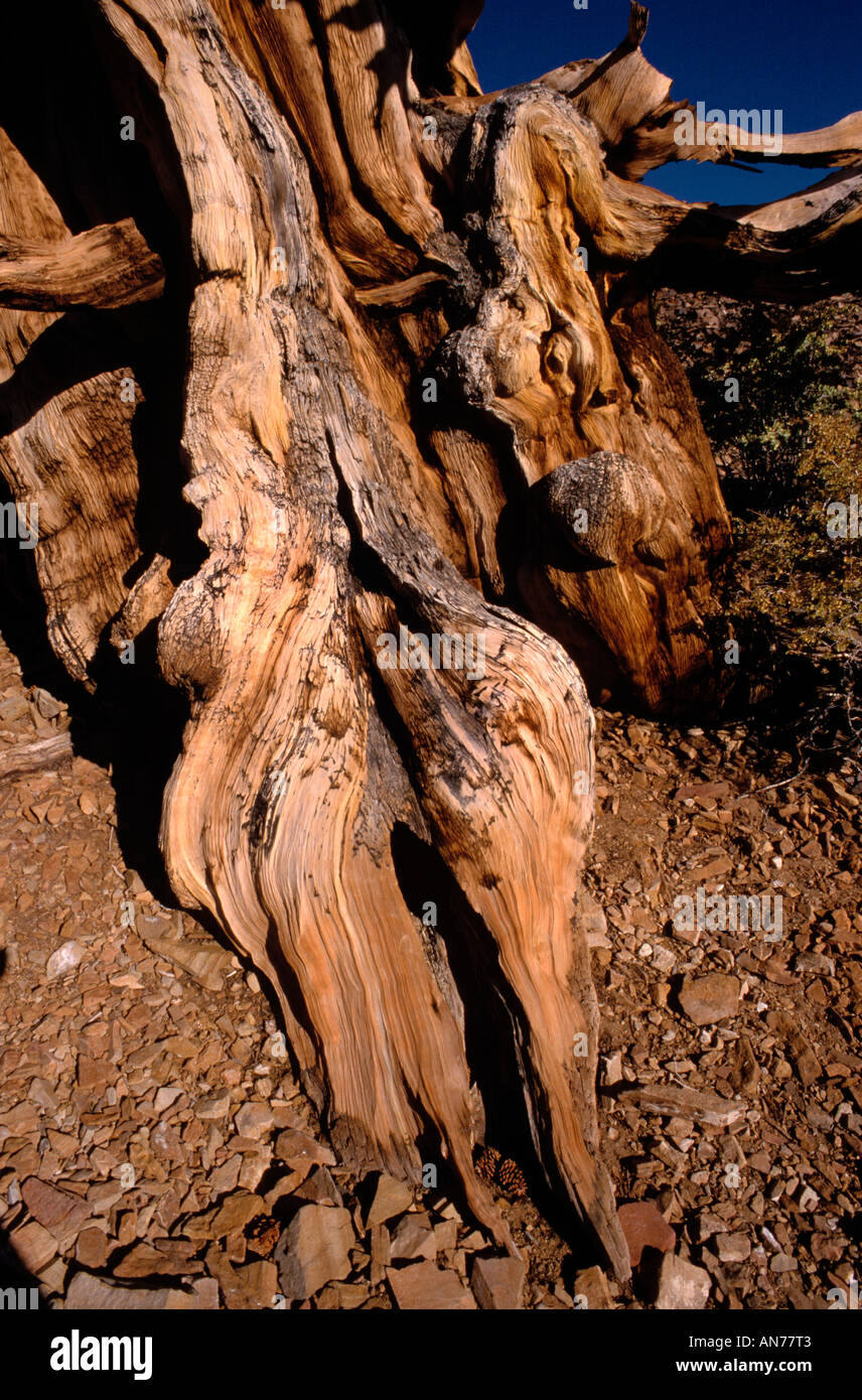 Old bristle cone pine tree hi-res stock photography and images - Alamy
