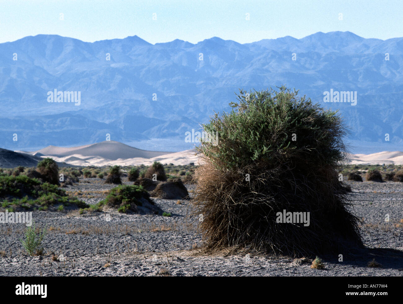 THE DEVIL S CORN FIELD DEATH VALLEY NATIONAL PARK CALIFORNIA Stock ...