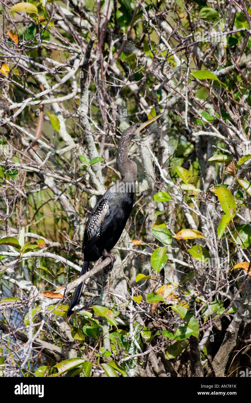 Snakebird in the sun at Everglades National Park Florida USA Stock ...