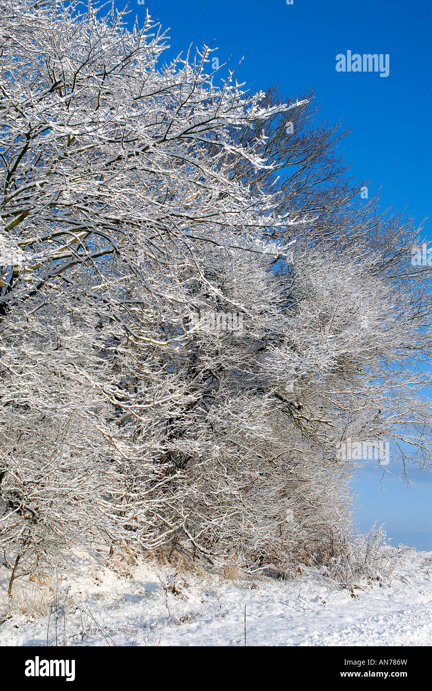 Trees covered in ice rime and snow Jutland Denmark Scandinavia Stock ...