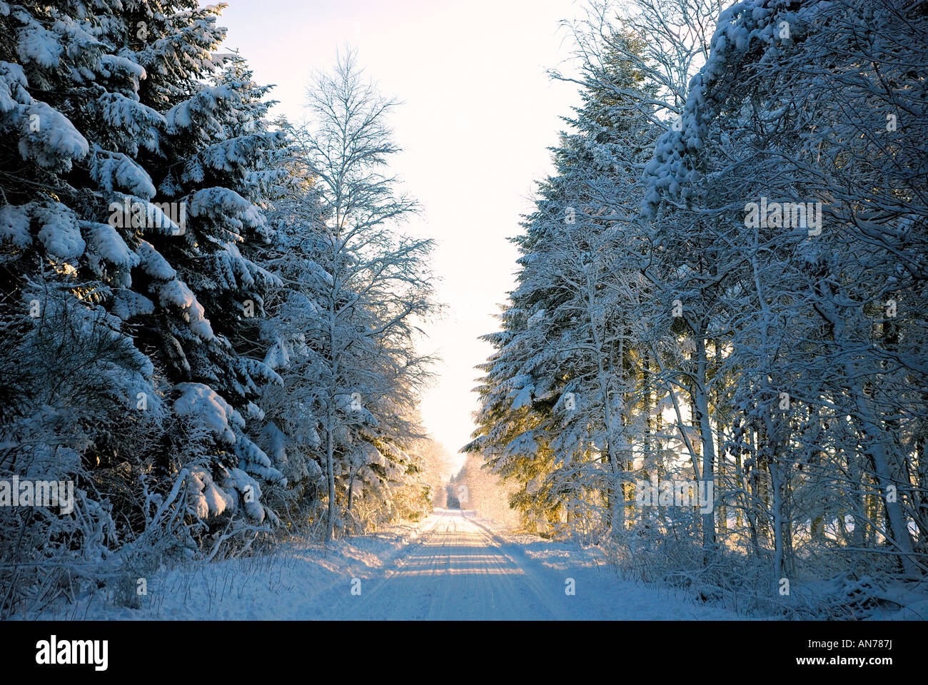 Forest road with a deep layer of snow Jutland Denmark Scandinavia Stock ...