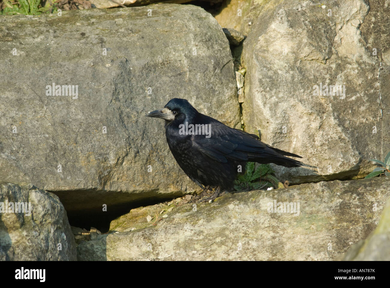 Rook: Corvus frugilegus Stock Photo - Alamy
