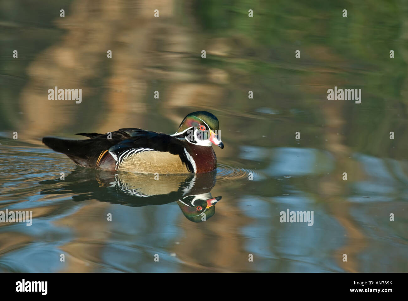 Carolina or wood duck hi-res stock photography and images - Alamy