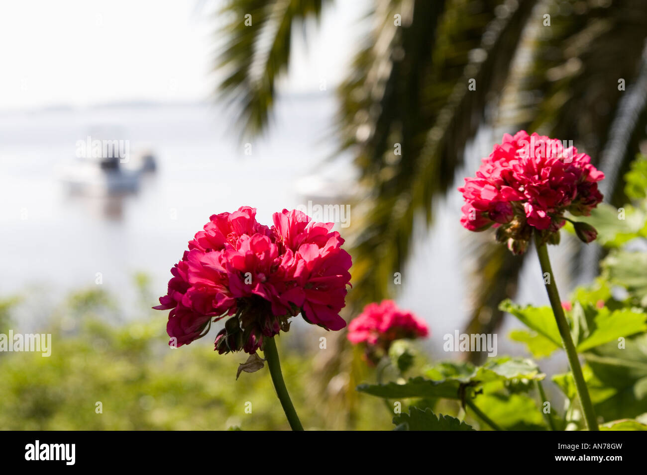 Pink Flowers by Lake Stock Photo - Alamy