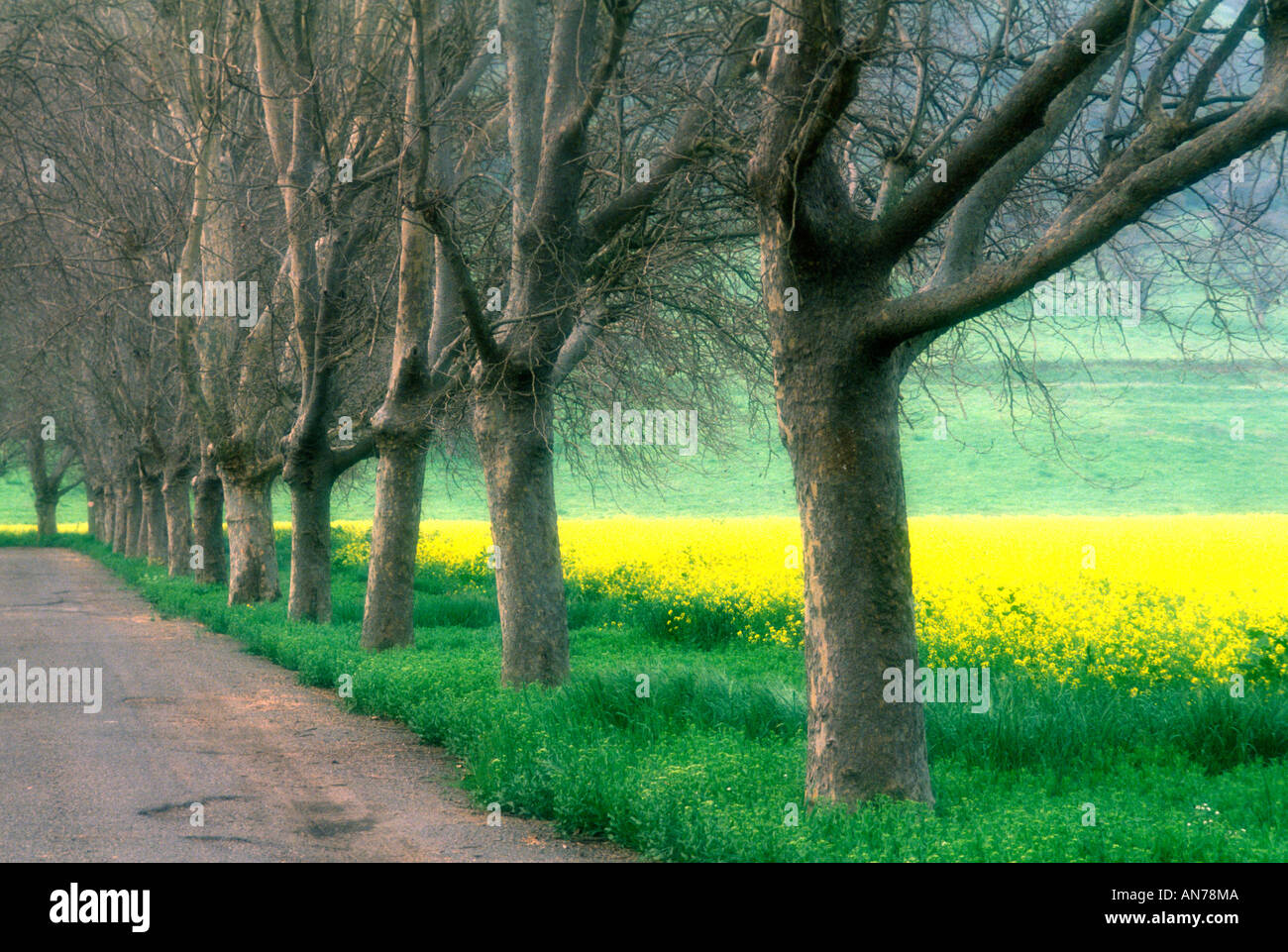 COUNTRY ROAD LINED WITH TREES WILD MUSTARD CENTRAL CALIFORNIA Stock ...